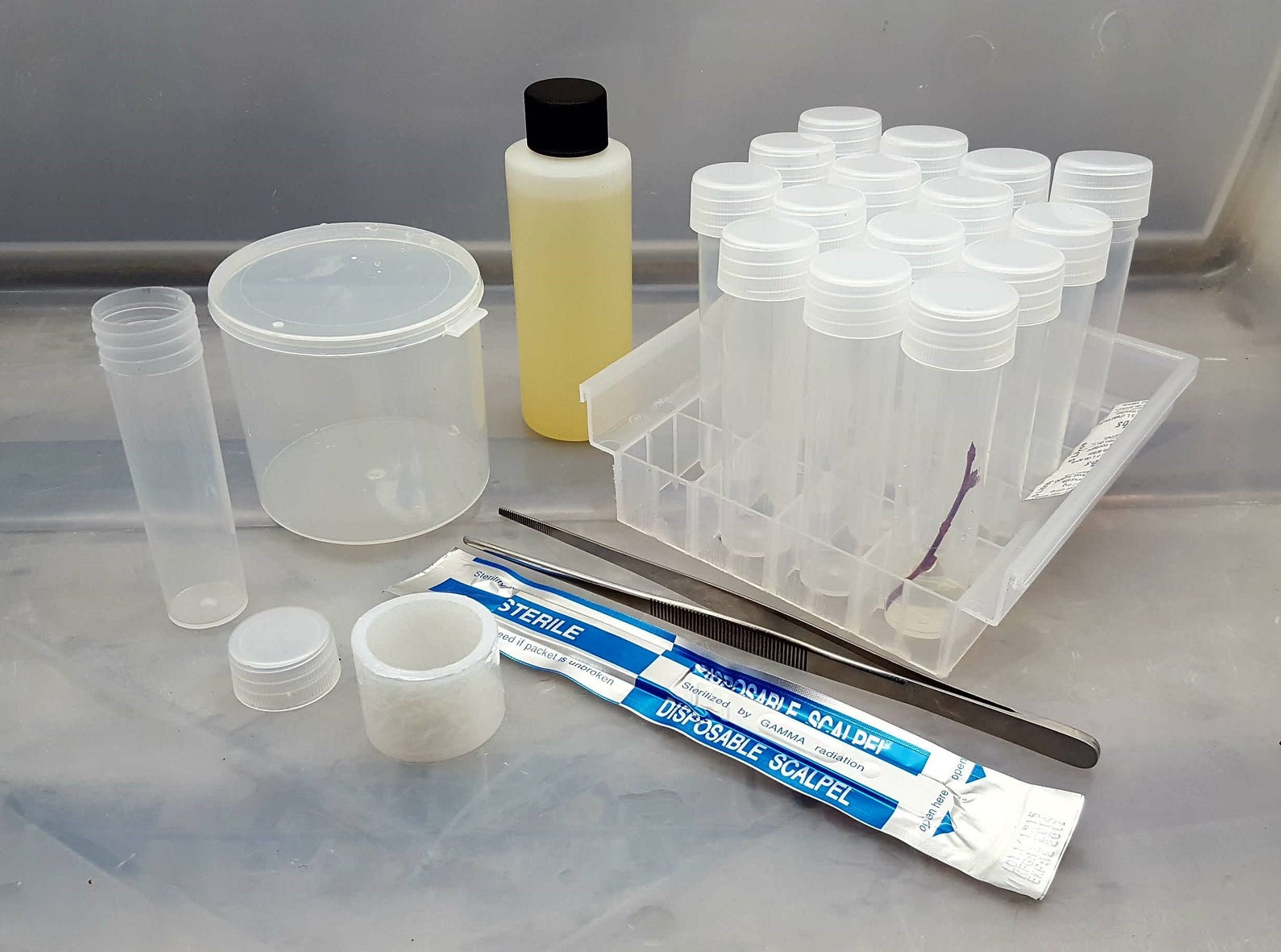 Microclone Liquid Tissue Culture Starter Kit: Plant Cloning - Etsy