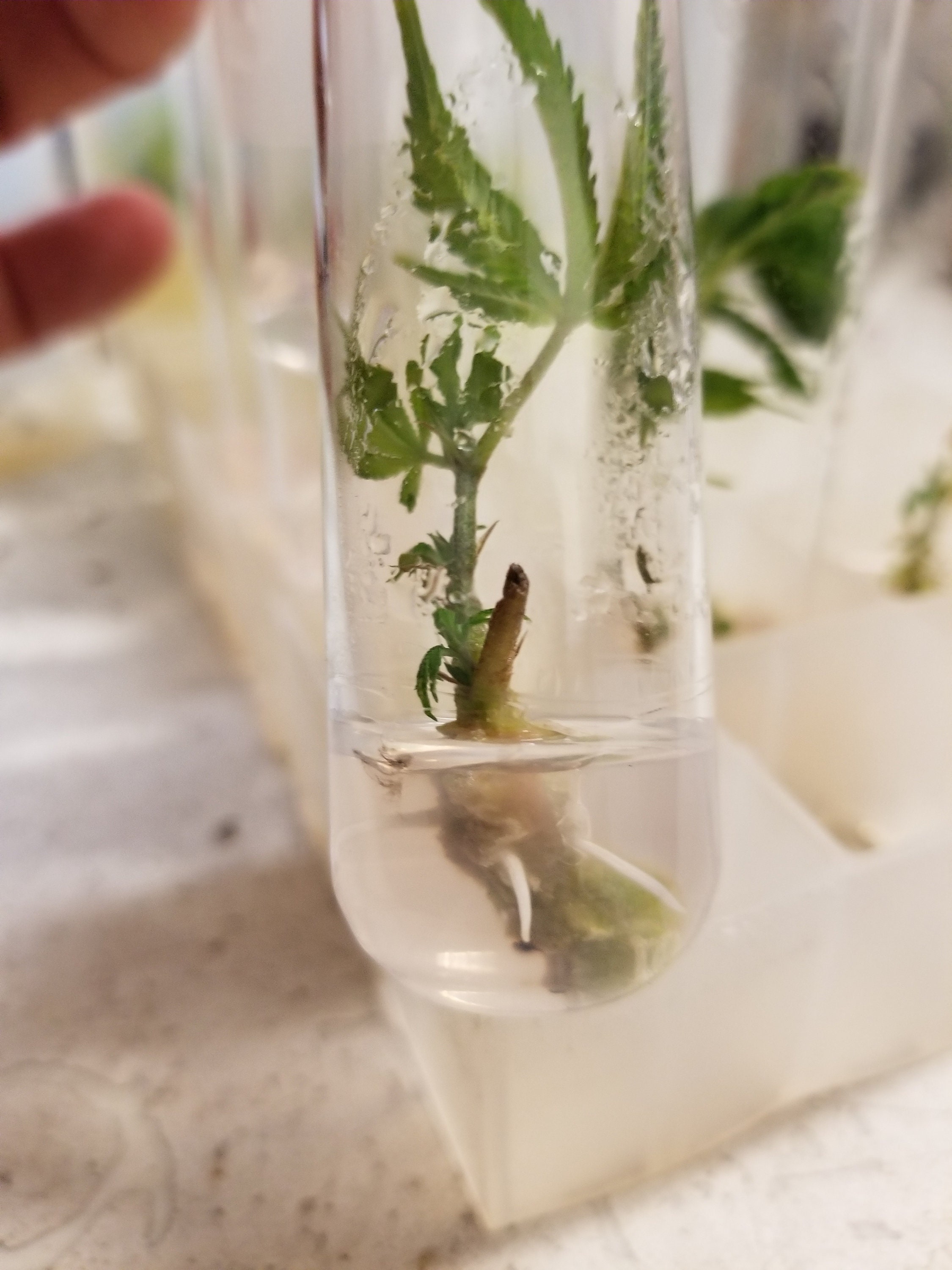 Tissue Culture Manual Microclone kit instructions to culture - Etsy España