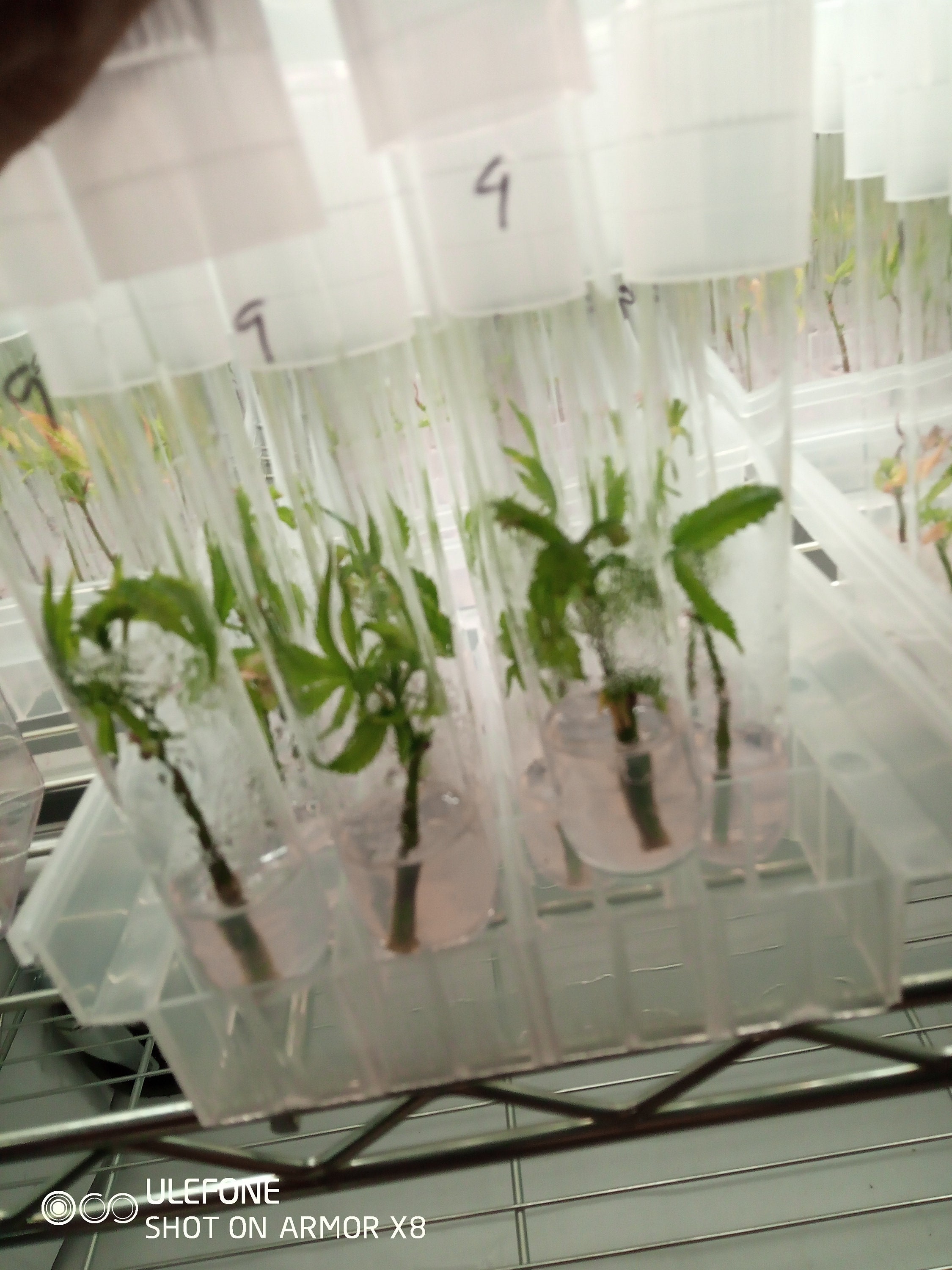 Microclone Starter Tissue Culture Kit 16 Tube - Etsy