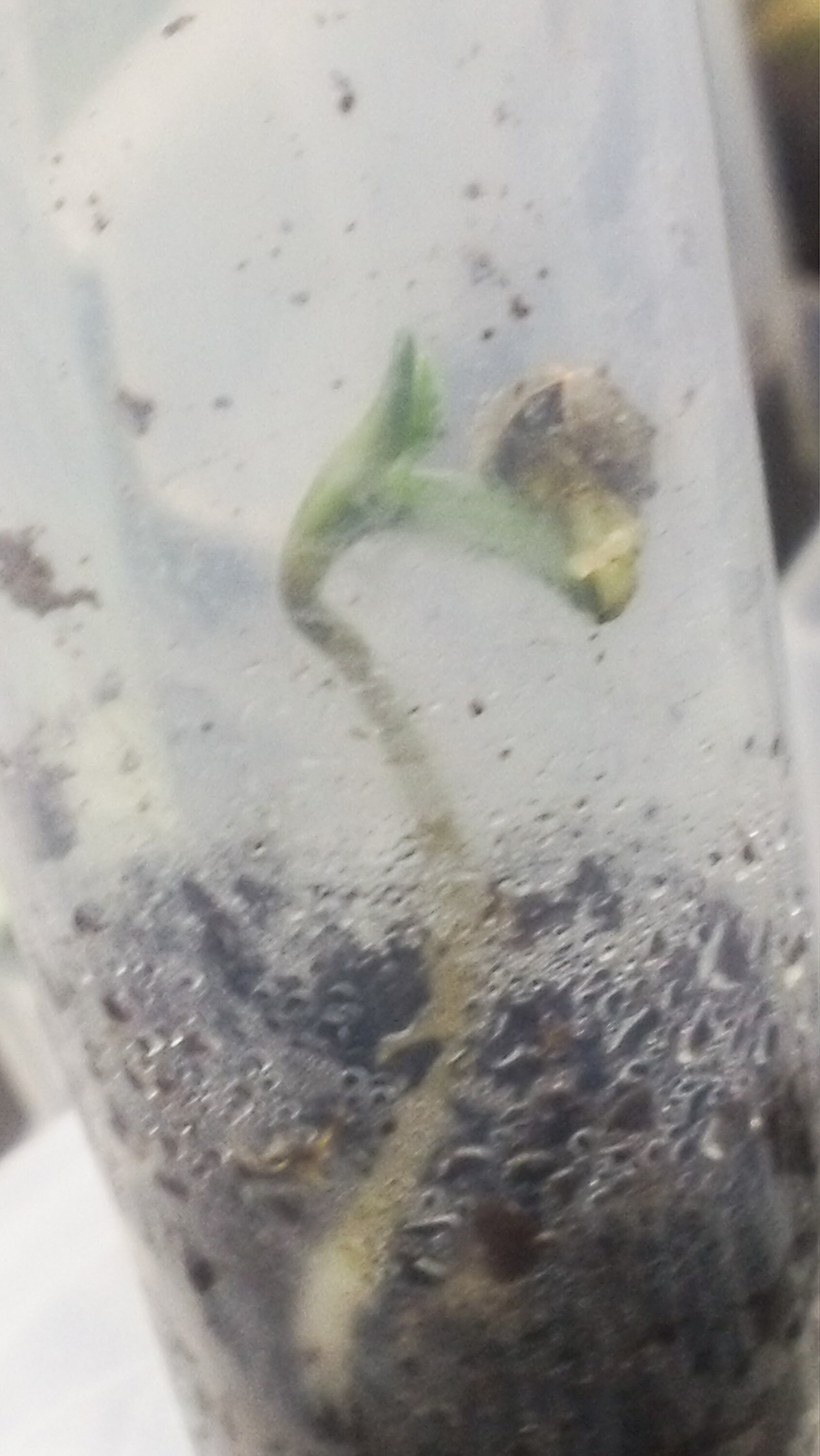 Microclone Plant Tissue Culture Seed Starting Kit-germinate Valuable ...