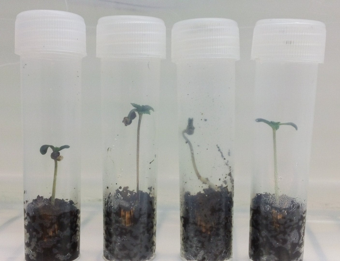 Microclone Plant Tissue Culture Seed Starting Kit-germinate Valuable ...