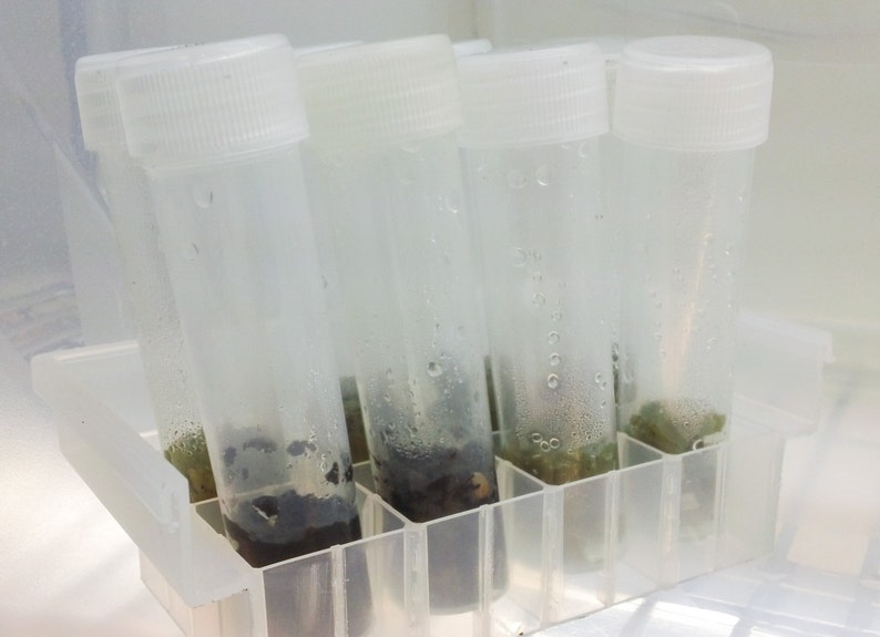 Microclone Plant Tissue Culture Seed Starting Kit-germinate Valuable ...