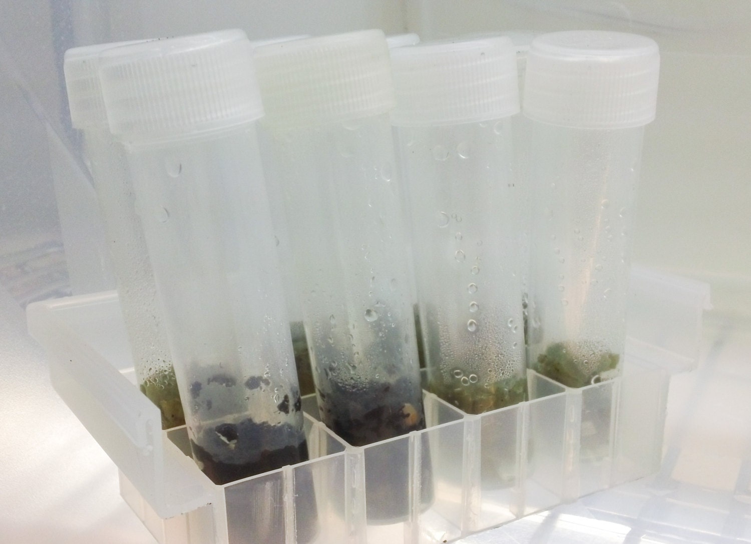 Microclone Plant Tissue Culture Seed Starting Kit-germinate Valuable ...