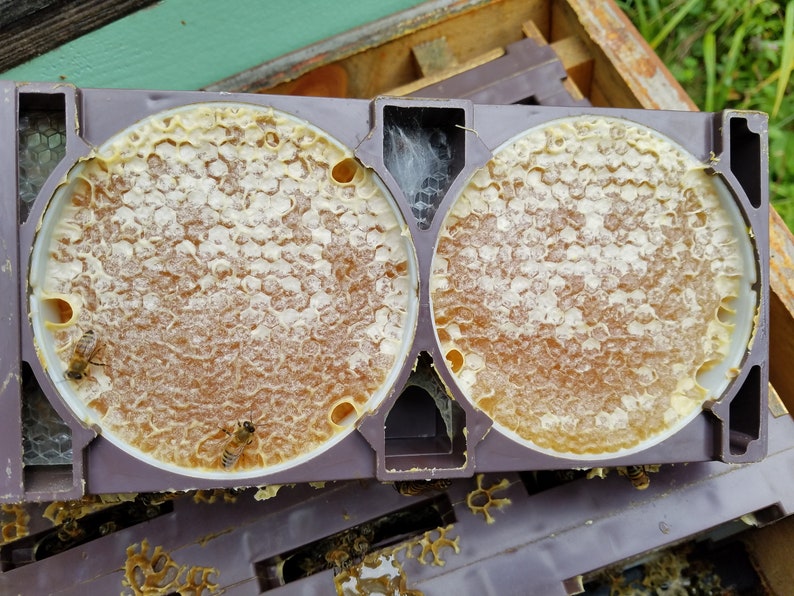 Pure Raw Comb Honey Wildflower Ross Round Comb Honey - Etsy