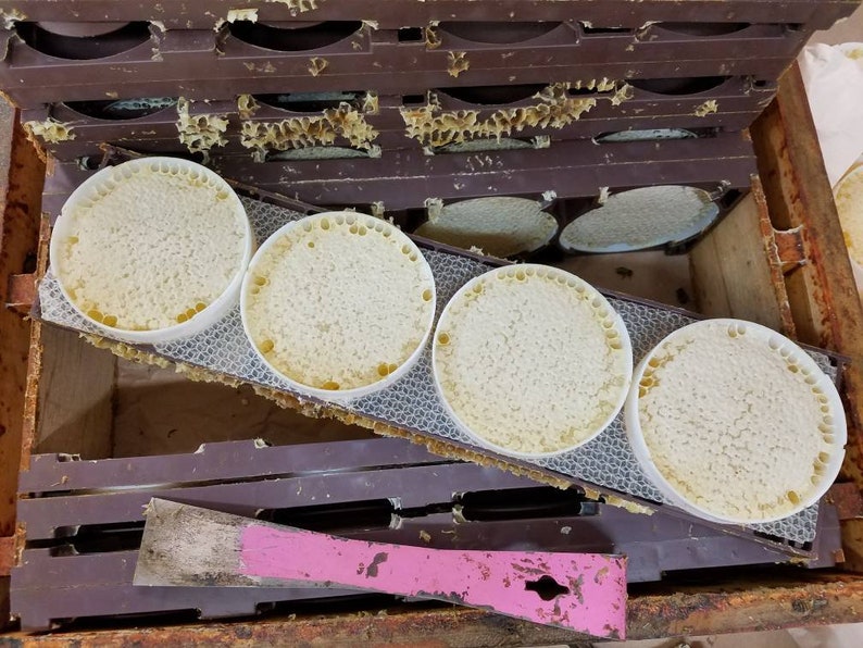 Pure Raw Comb Honey Wildflower Ross Round Comb Honey - Etsy