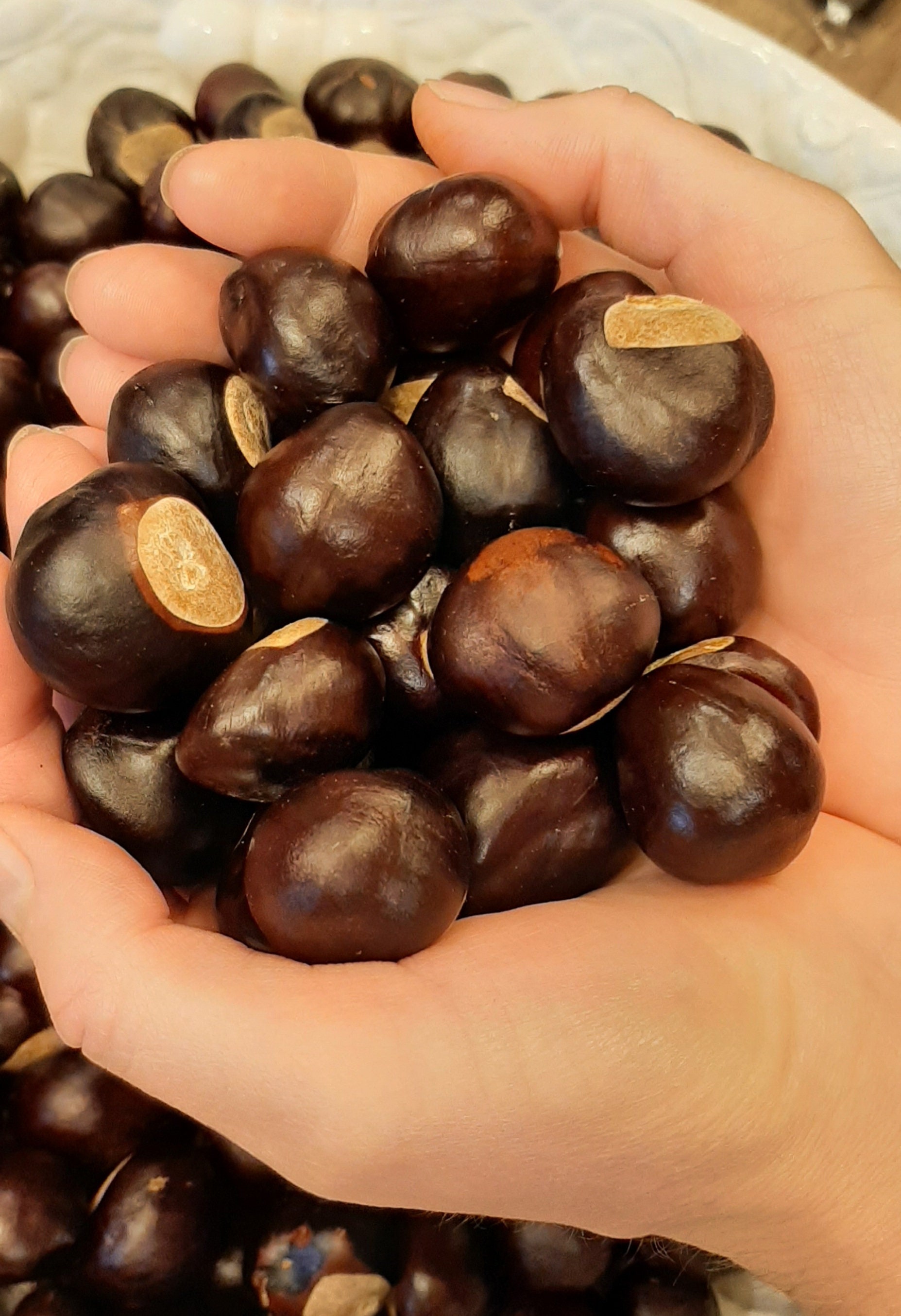 10 Buckeye Nuts - Etsy