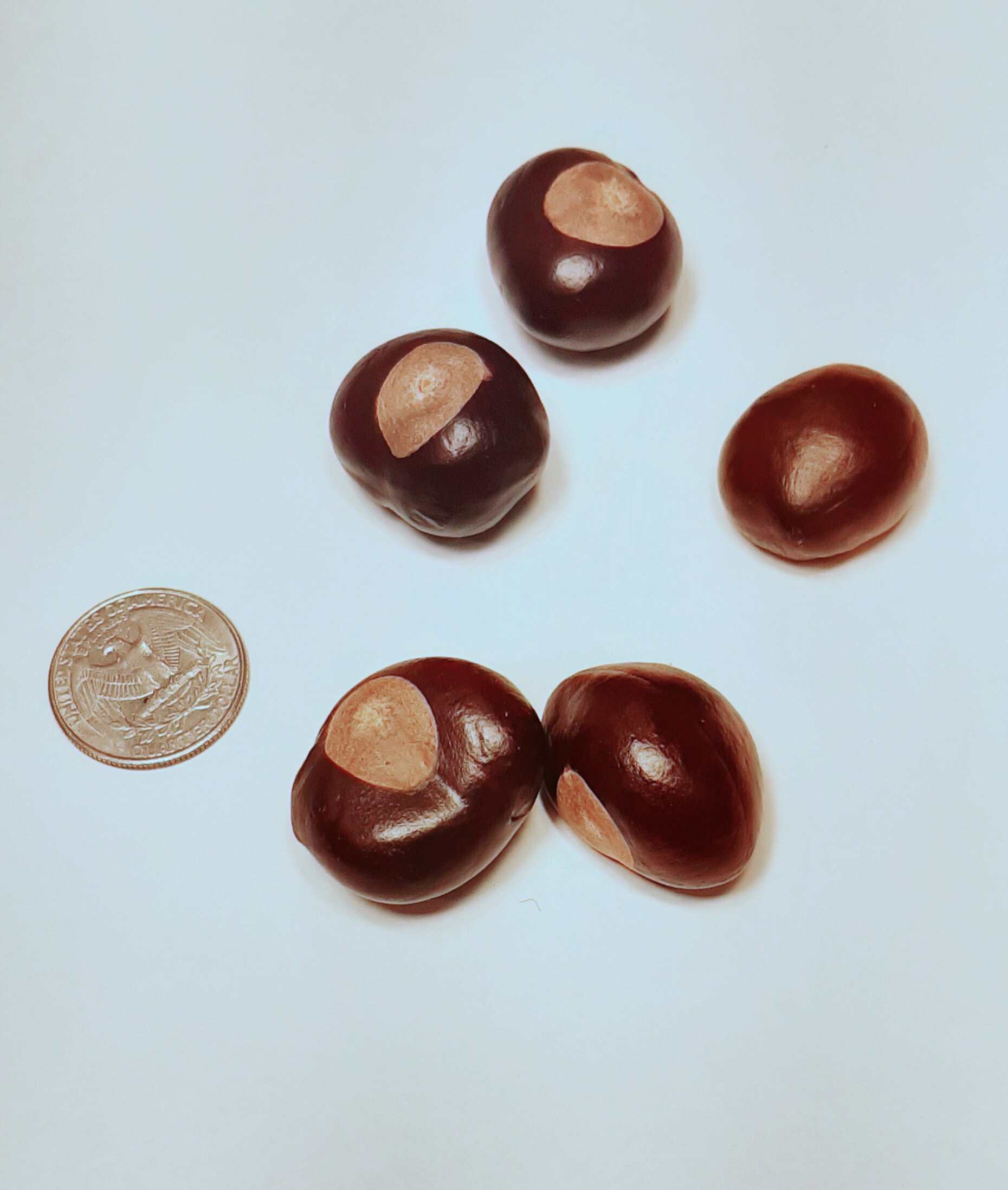 10 Buckeye Nuts - Etsy