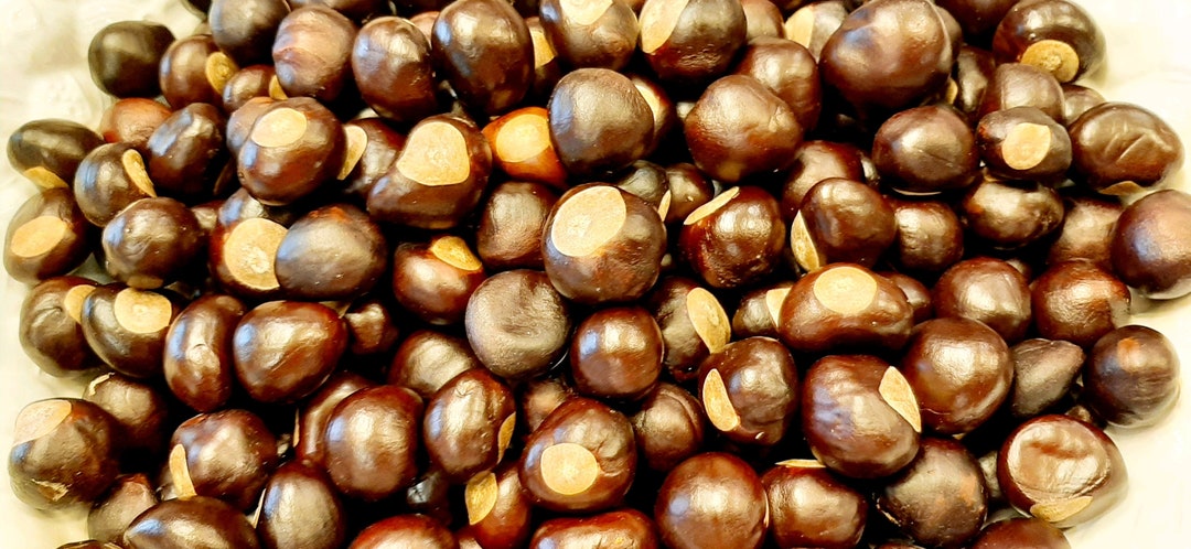 10 Buckeye Nuts - Etsy