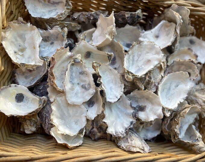 8 Camargue Oyster Shells cup, Medium Size Between 8 and 10cm ...