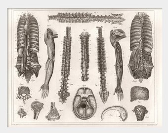 Human Autopsy Art - Etsy