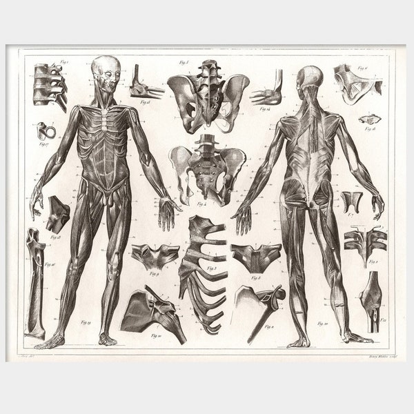 Morbid Anatomy - Etsy