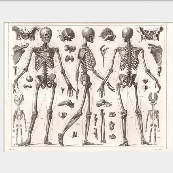 Human Dissection Art - Etsy