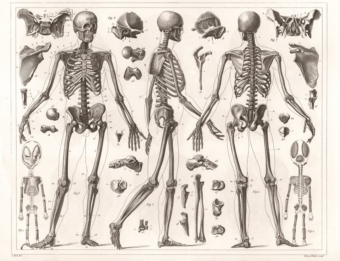 1850 Anatomy Of Human Skeleton Anatomical Drawing NEW Fine Etsy Canada