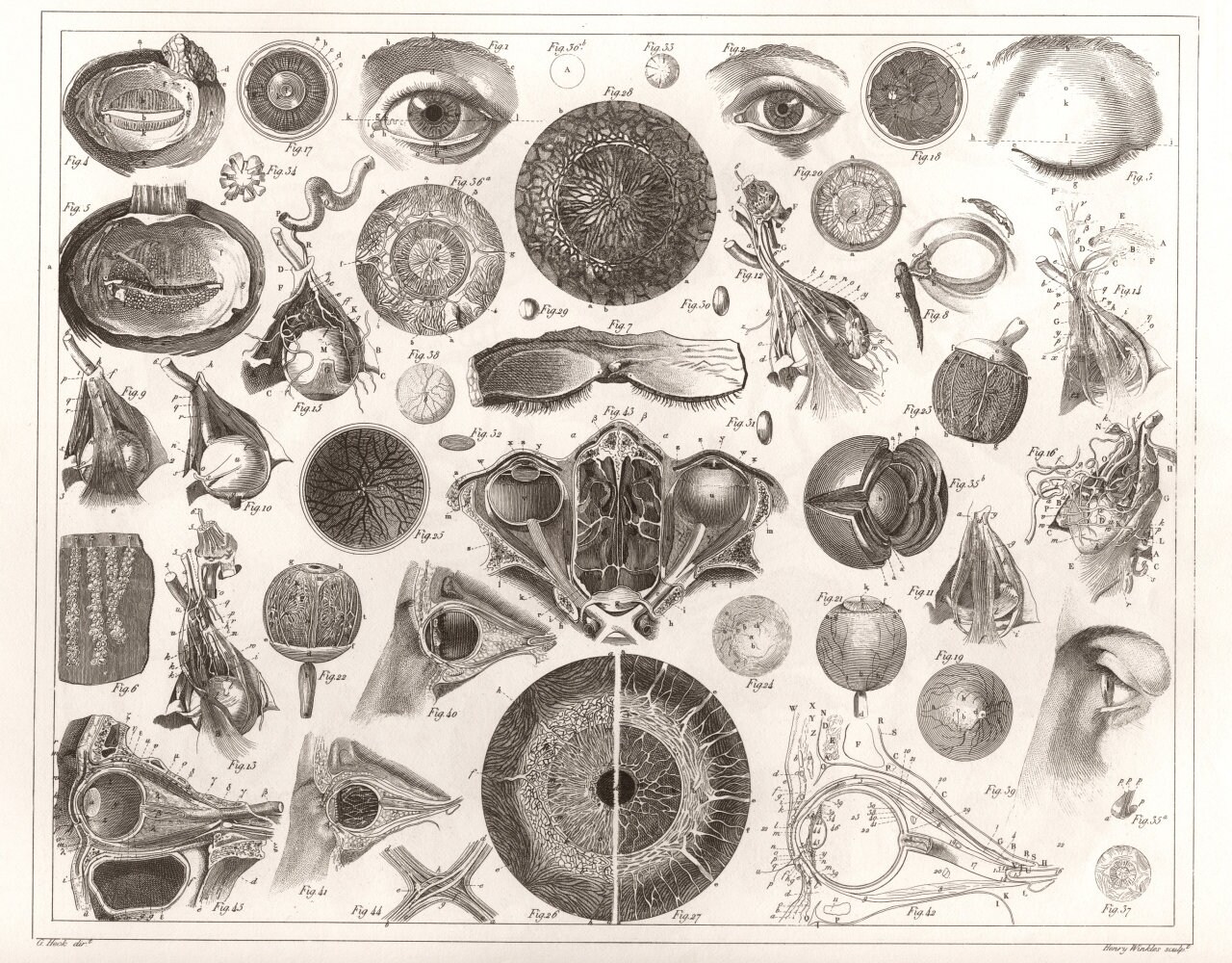 Squid Eye Dissection