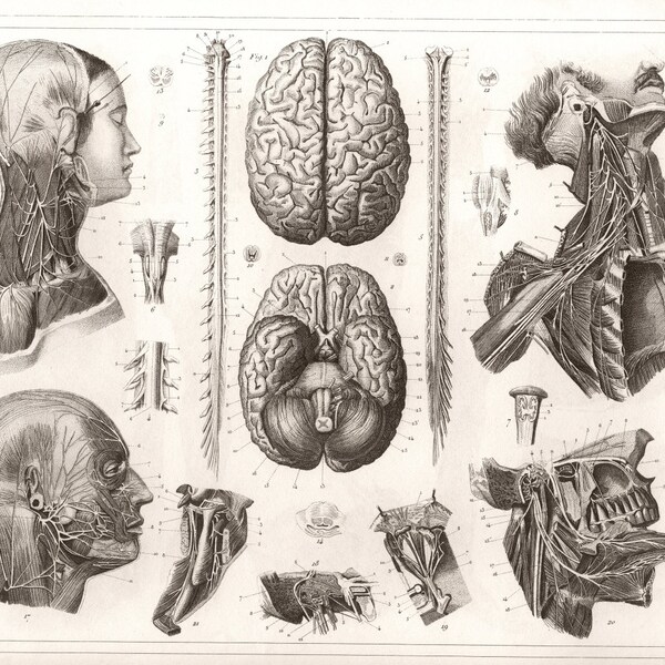 Anatomical Drawing - Etsy