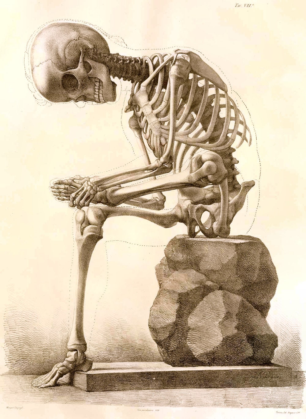 1837 FRANCESO BERTINATTI Human Skeleton Sitting on Rock - Etsy