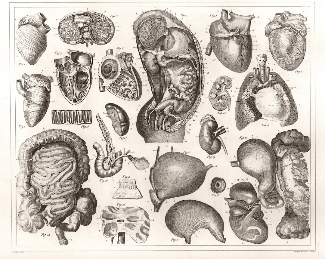 1850 MEDICAL ILLUSTRATION of Human Organs, NEW Fine Art Giclee Print ...