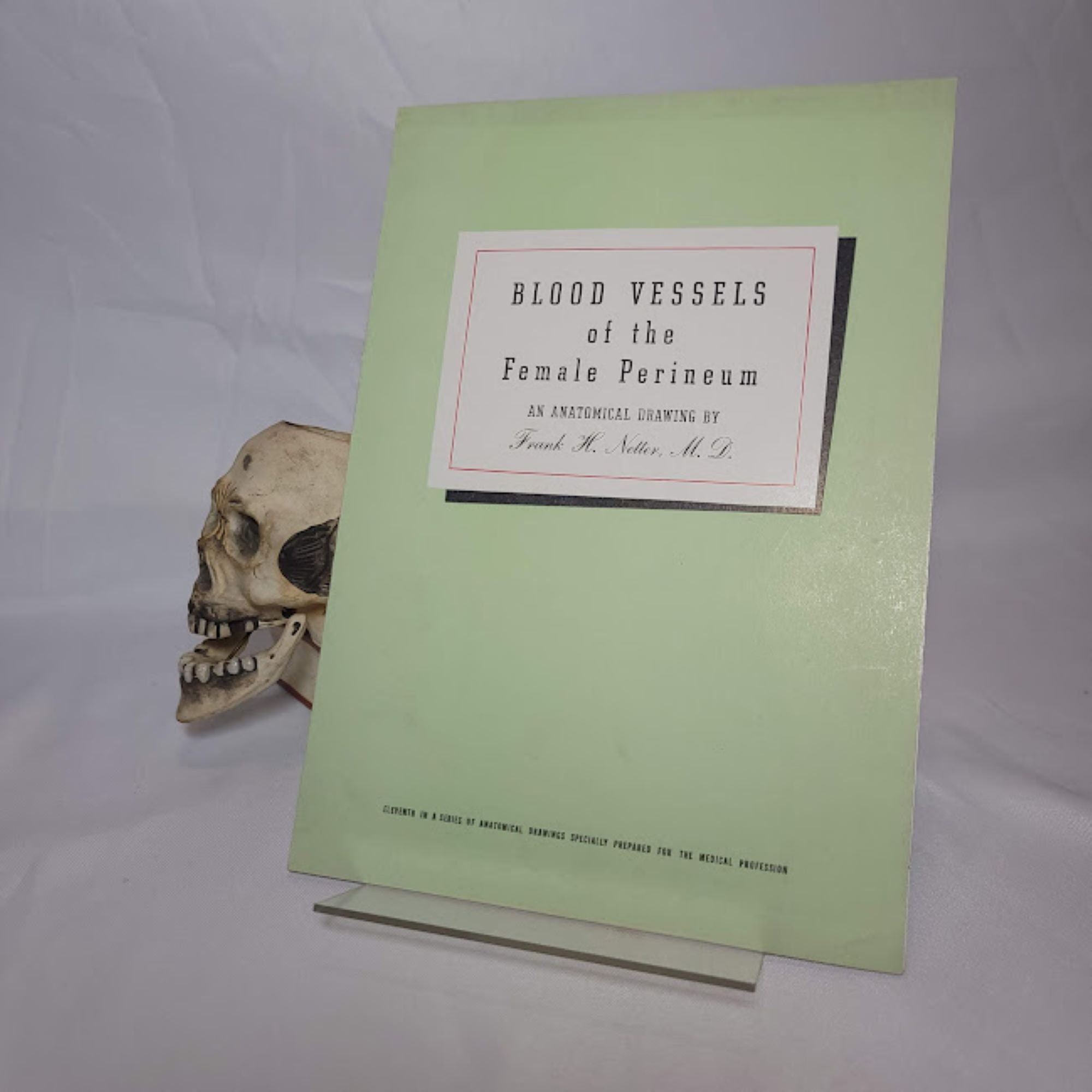 Blood Vessels of the Female Perineum. Petrogalar Laboratories, 1940s ...