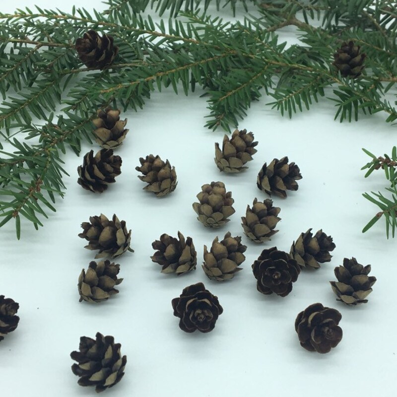 Hemlock Pine Cones - Etsy