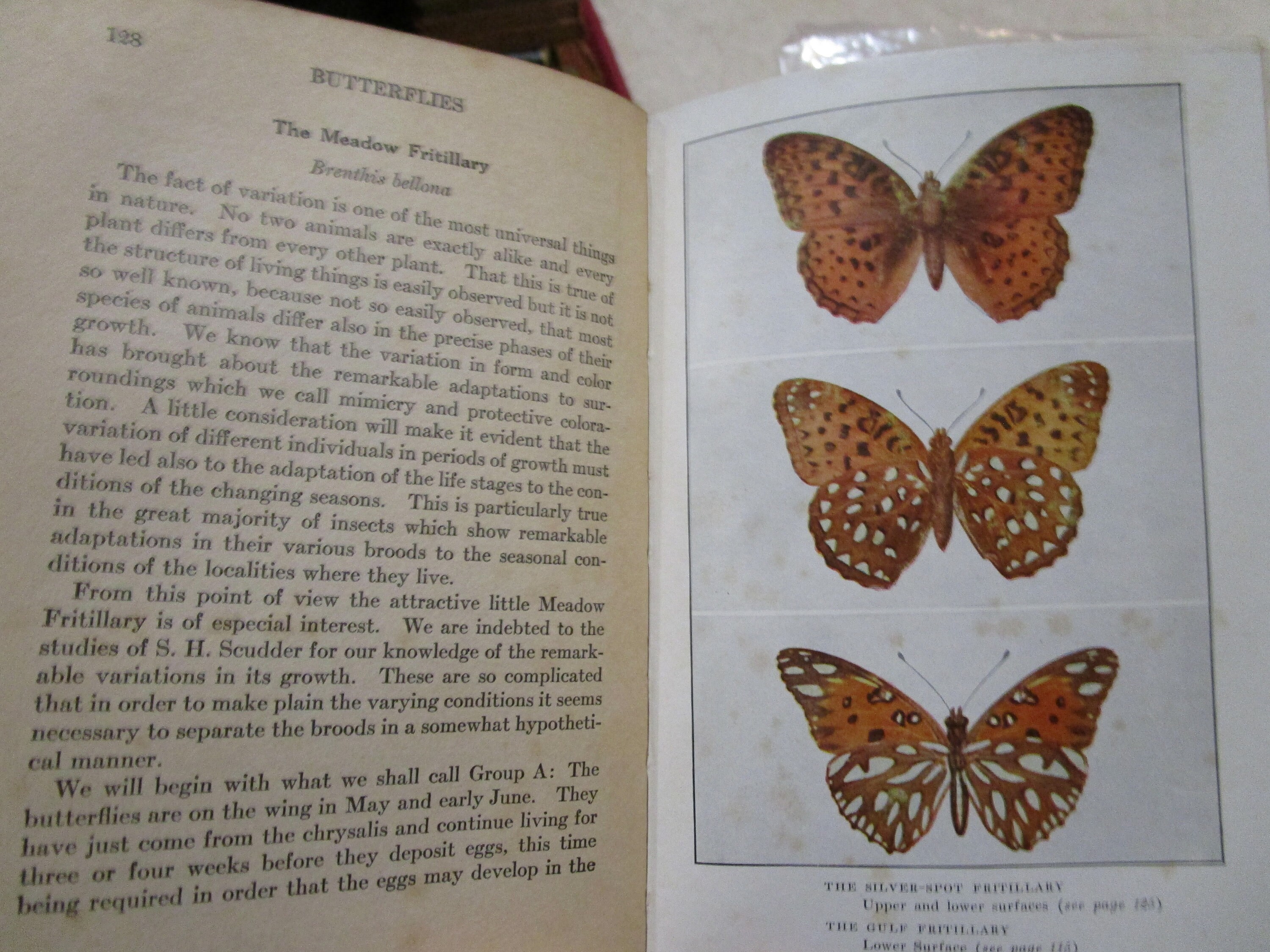 Antique 1922, Little Nature Library, Butterflies, by Clarence Weed ...
