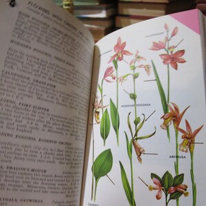 Vintage 1968, Field Guide to Wildflowers, Peterson & Mckenny, First ...