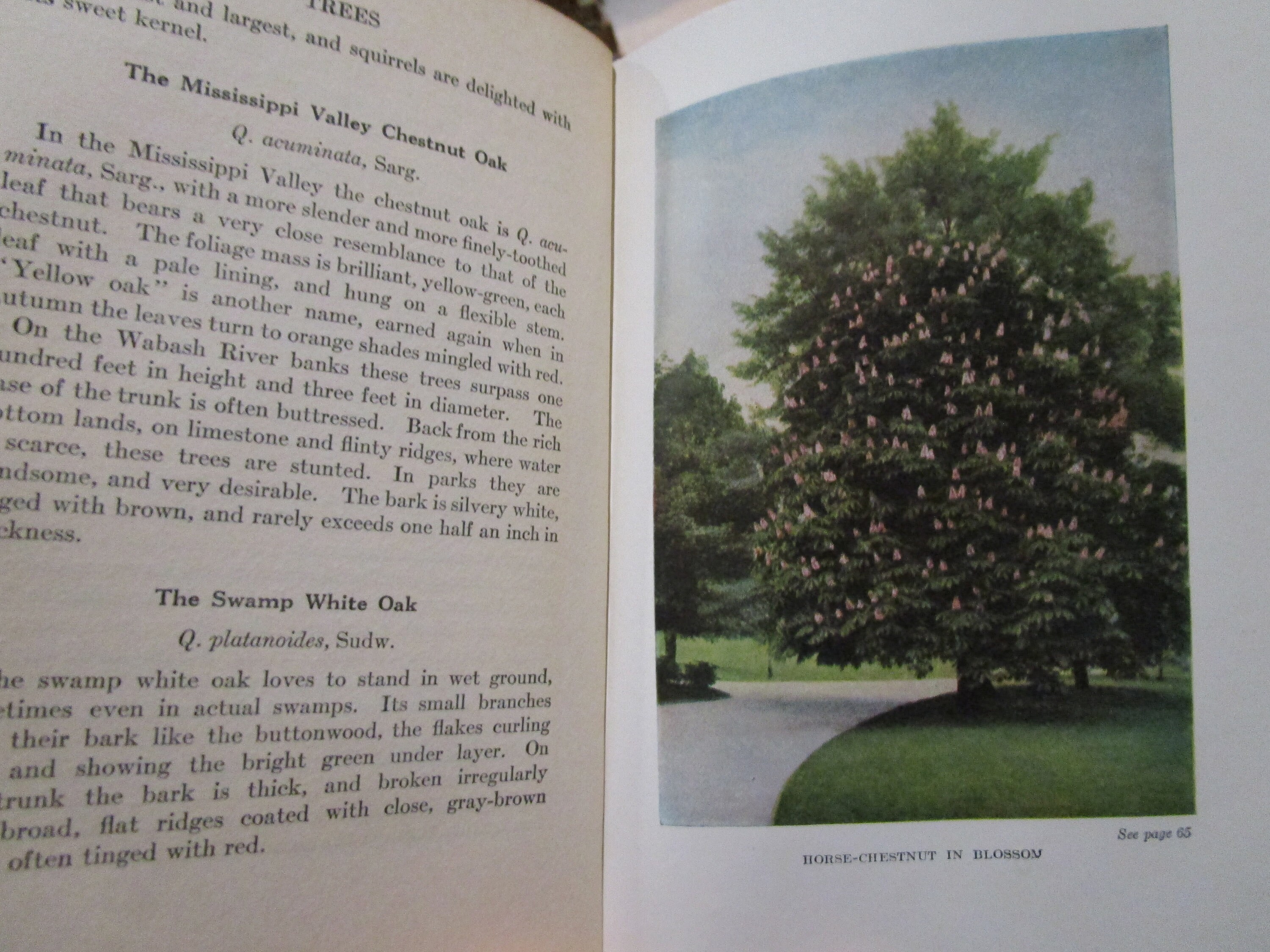 Antique 1923, Little Nature Library, Trees, by Julia Rogers, Tree ...