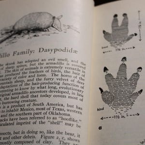 Vintage, 1958, Field Guide to Animal Tracks by Murie, Extensive Guide ...