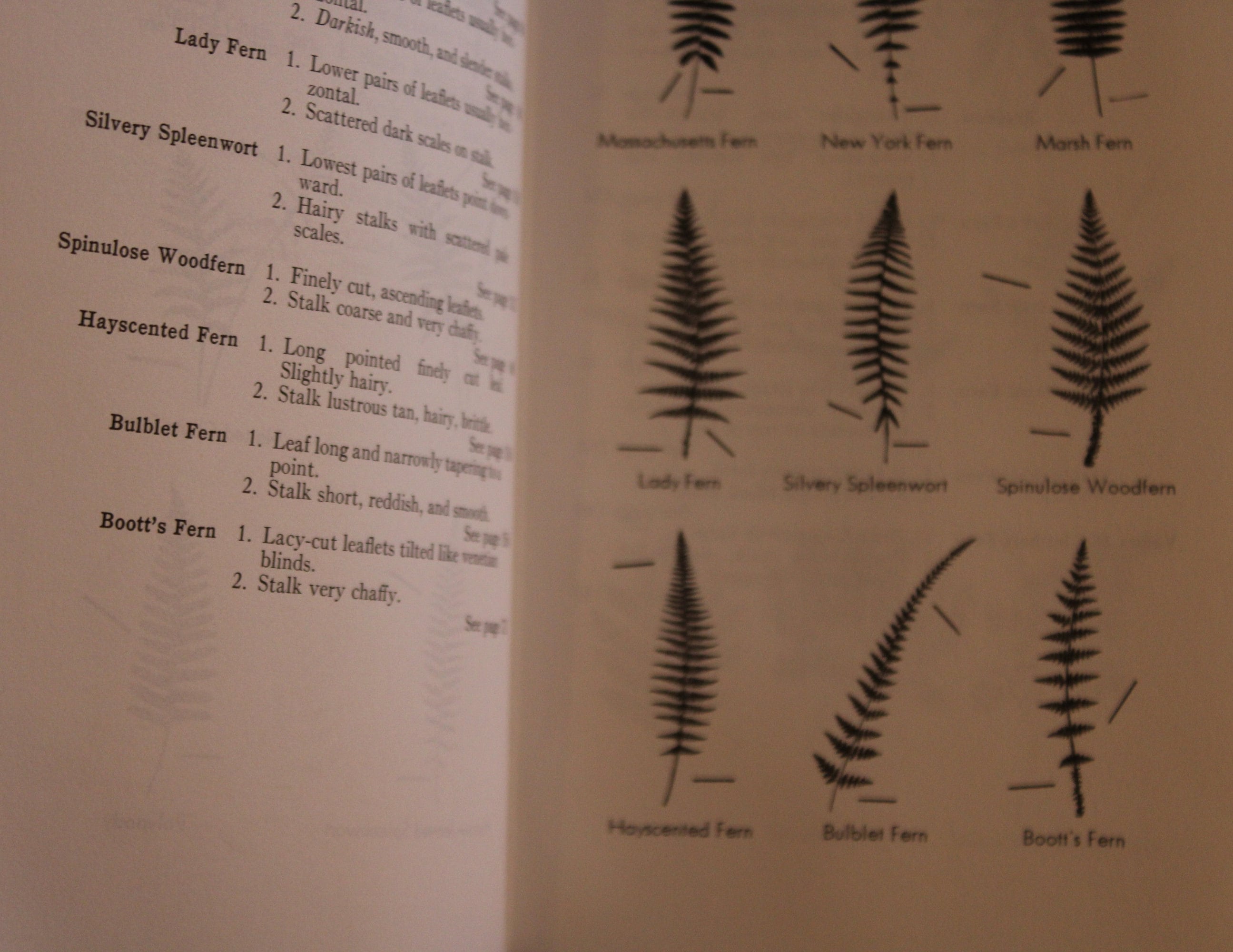 Vintage, 1984, Easton Press Edition, Peterson Guide to Ferns, by Cobb ...