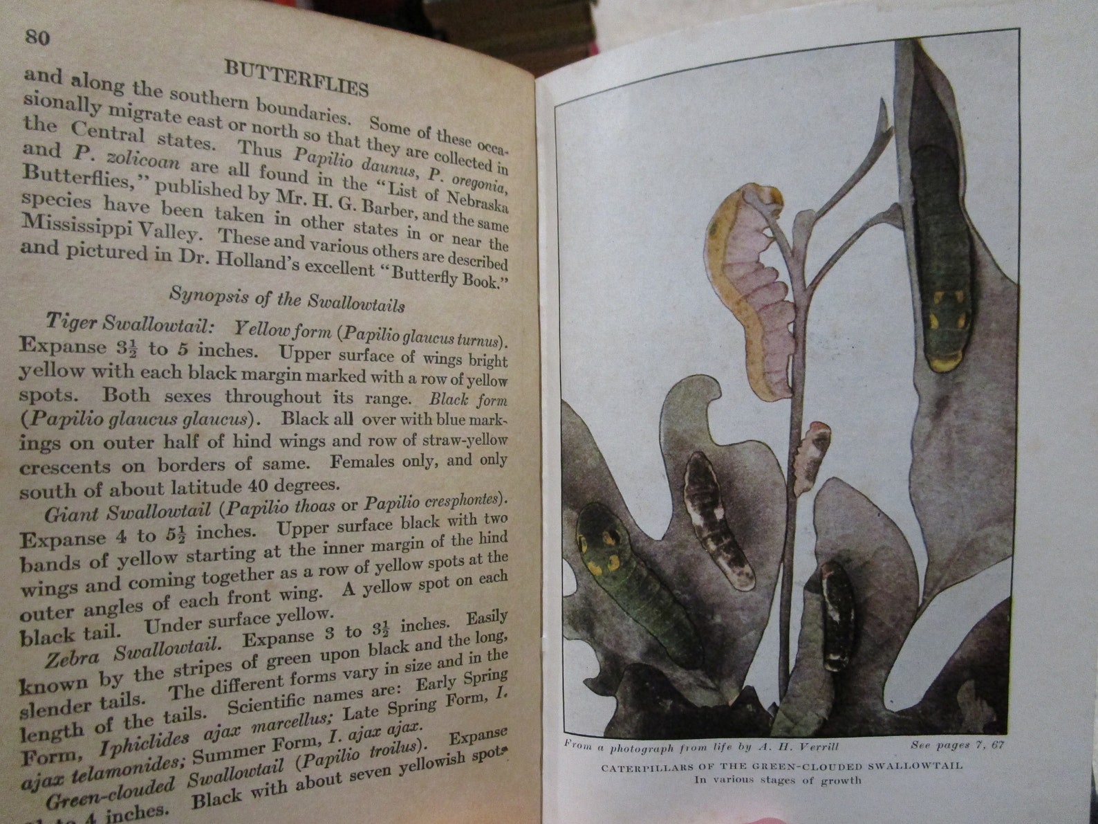 Antique 1922, Little Nature Library, Butterflies, by Clarence Weed ...