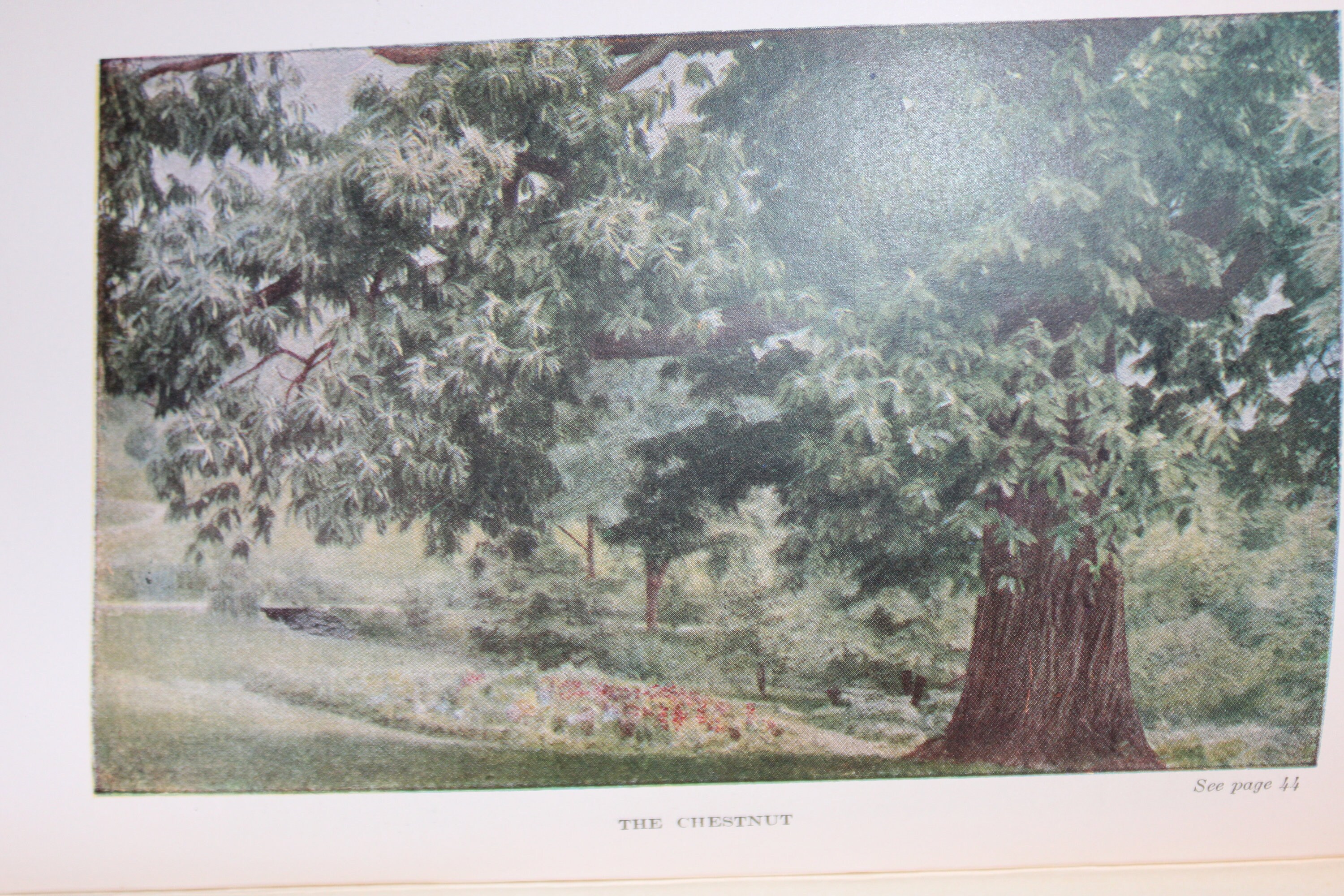 Antique, 1924, Little Nature Library, Trees Worth Knowing, by Julia ...
