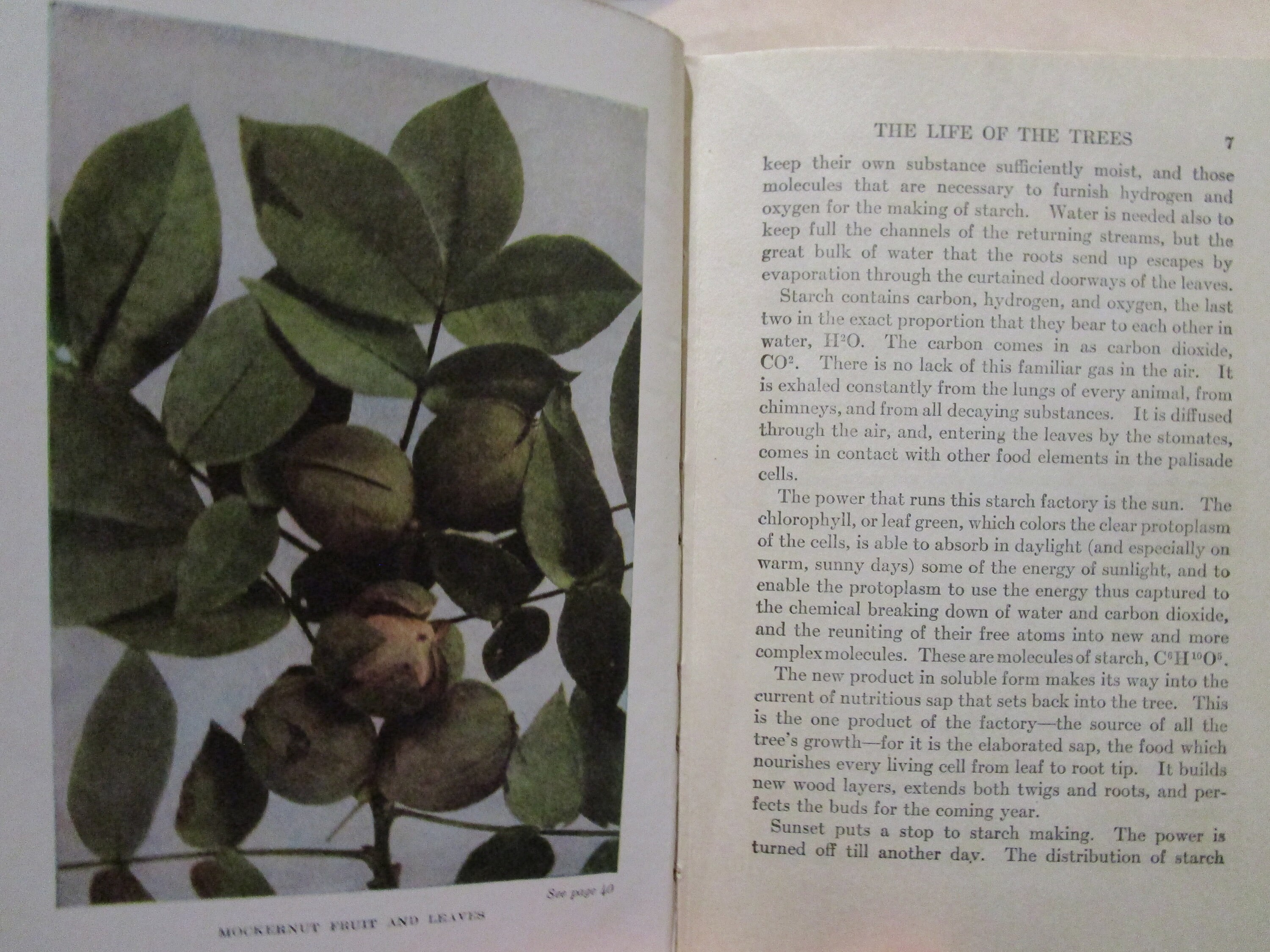 Antique 1923, Little Nature Library, Trees, by Julia Rogers, Tree ...