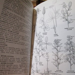 Vintage 1968, Field Guide to Wildflowers, Peterson & Mckenny, First ...