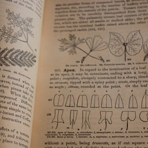 Antique, 1870, the American Botanist and Florist, by Alphonso Wood ...