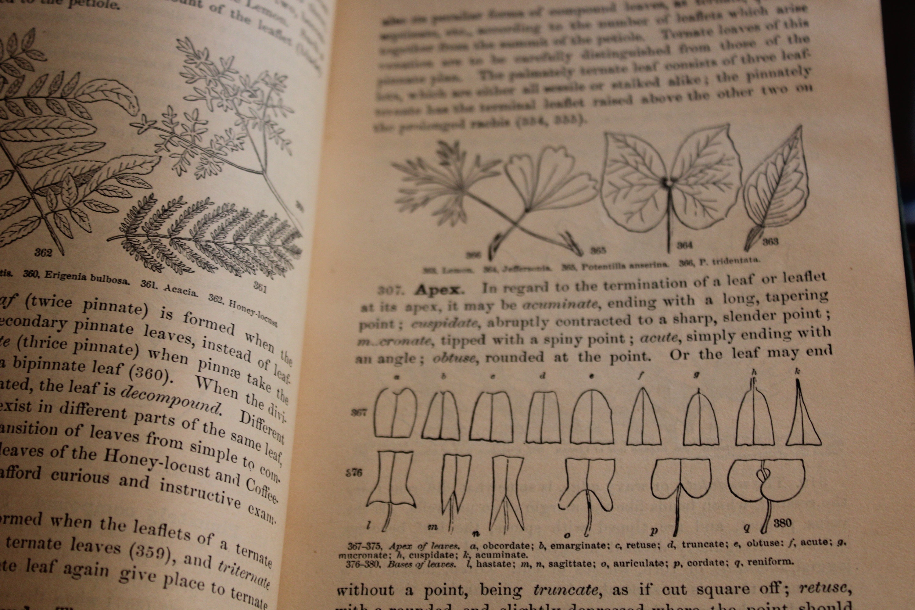 Antique, 1870, the American Botanist and Florist, by Alphonso Wood ...