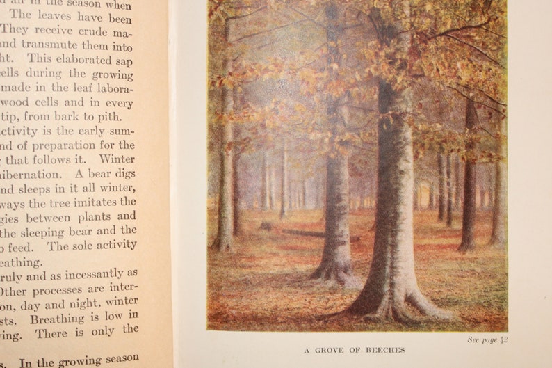 Antique, 1923, Little Nature Library, Trees Worth Knowing, by Julia ...