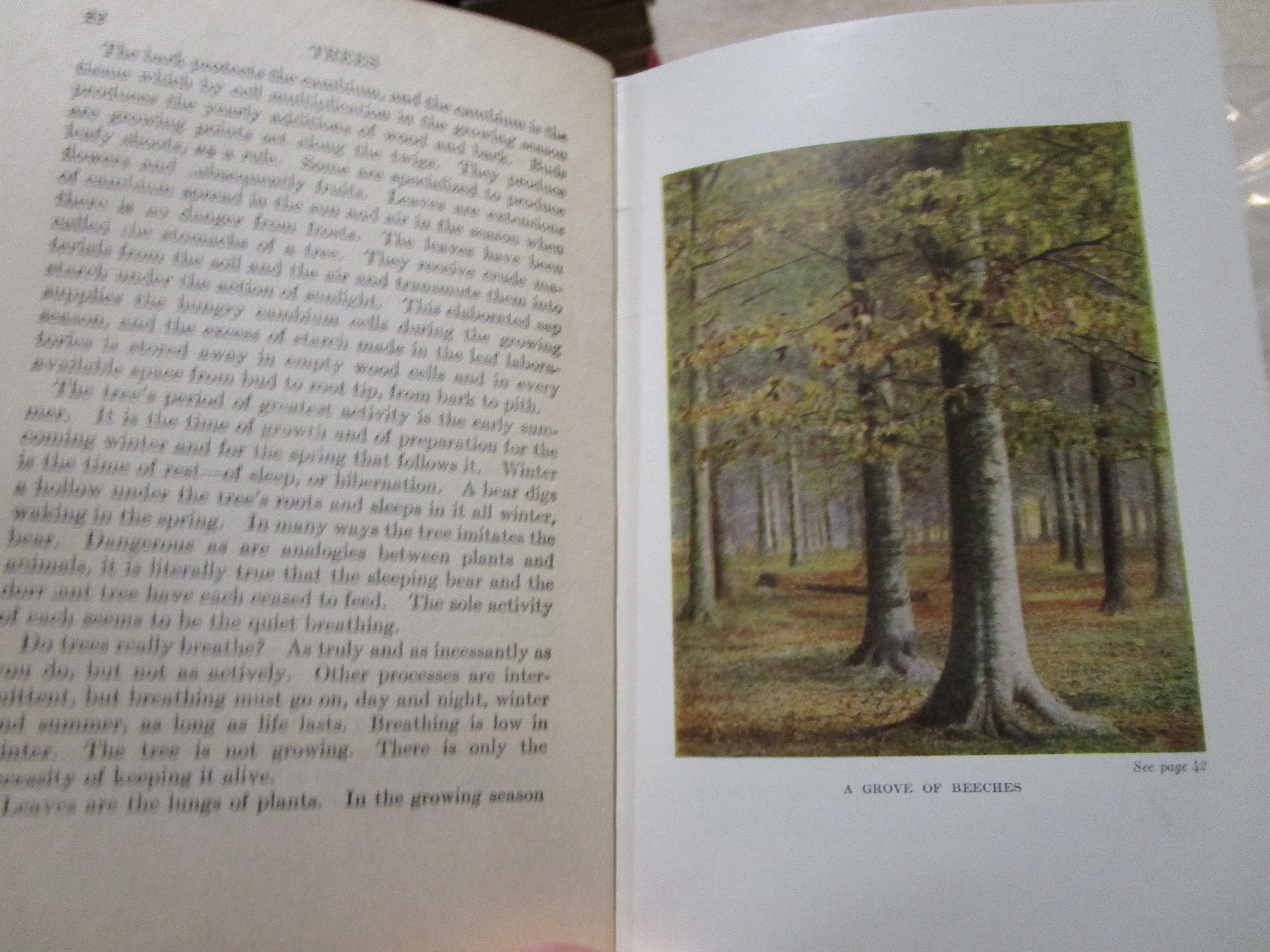 Antique 1923, Little Nature Library, Trees, by Julia Rogers, Tree ...