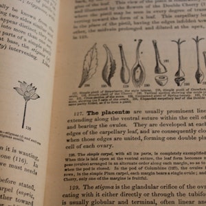 Antique, 1870, the American Botanist and Florist, by Alphonso Wood ...
