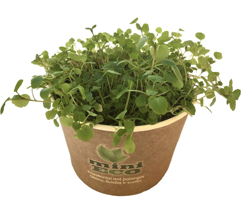 Minieco Watercress Microgreens Grow Kit. 4500 Sprouting Seeds - Etsy