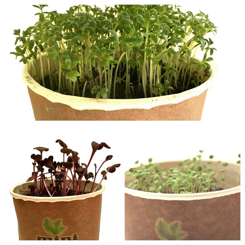 Minieco Microgreens Growing Kit for Garden Cress Watercress Leafy ...