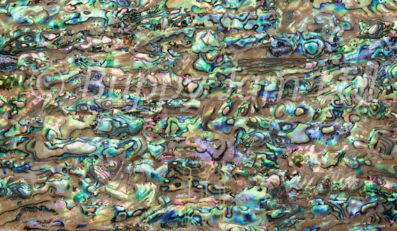 Abalone Real Shell Sheet Natural HM012 240mm X 140mm X - Etsy