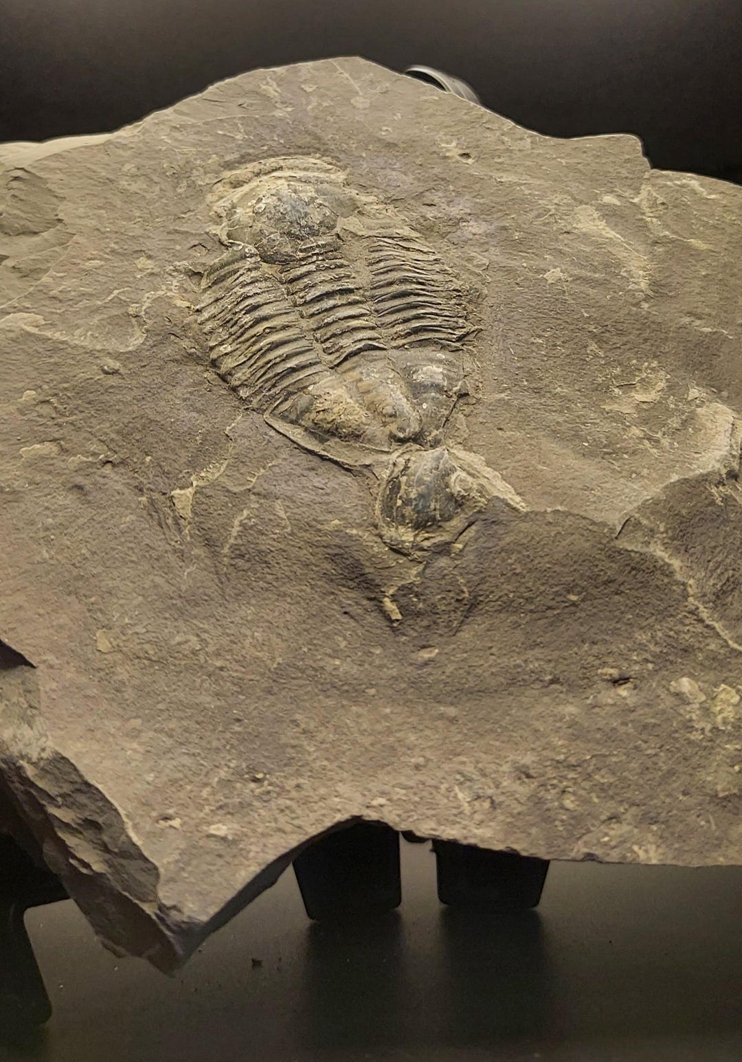 3.5 Inch Trilobite Iplayer in Natural Slate With Stand - Etsy