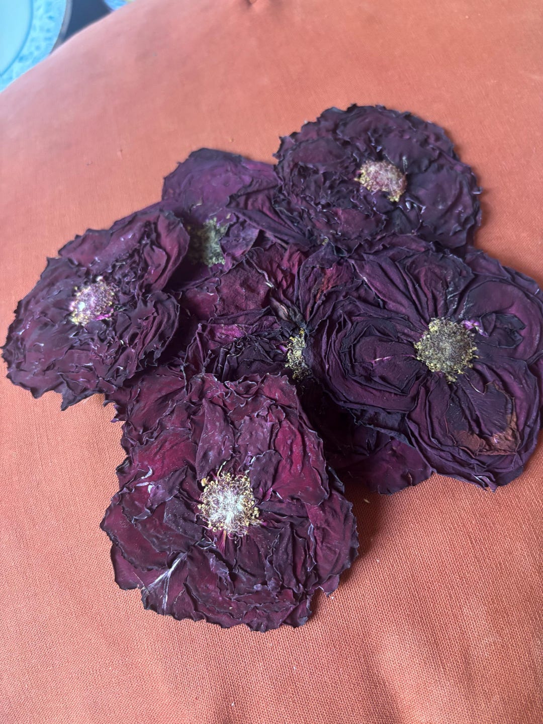 Medium Dried and Pressed Red Roses - Etsy