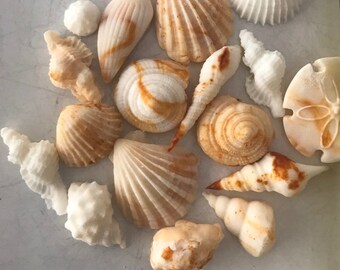 Sea Shells Gum Paste - Etsy