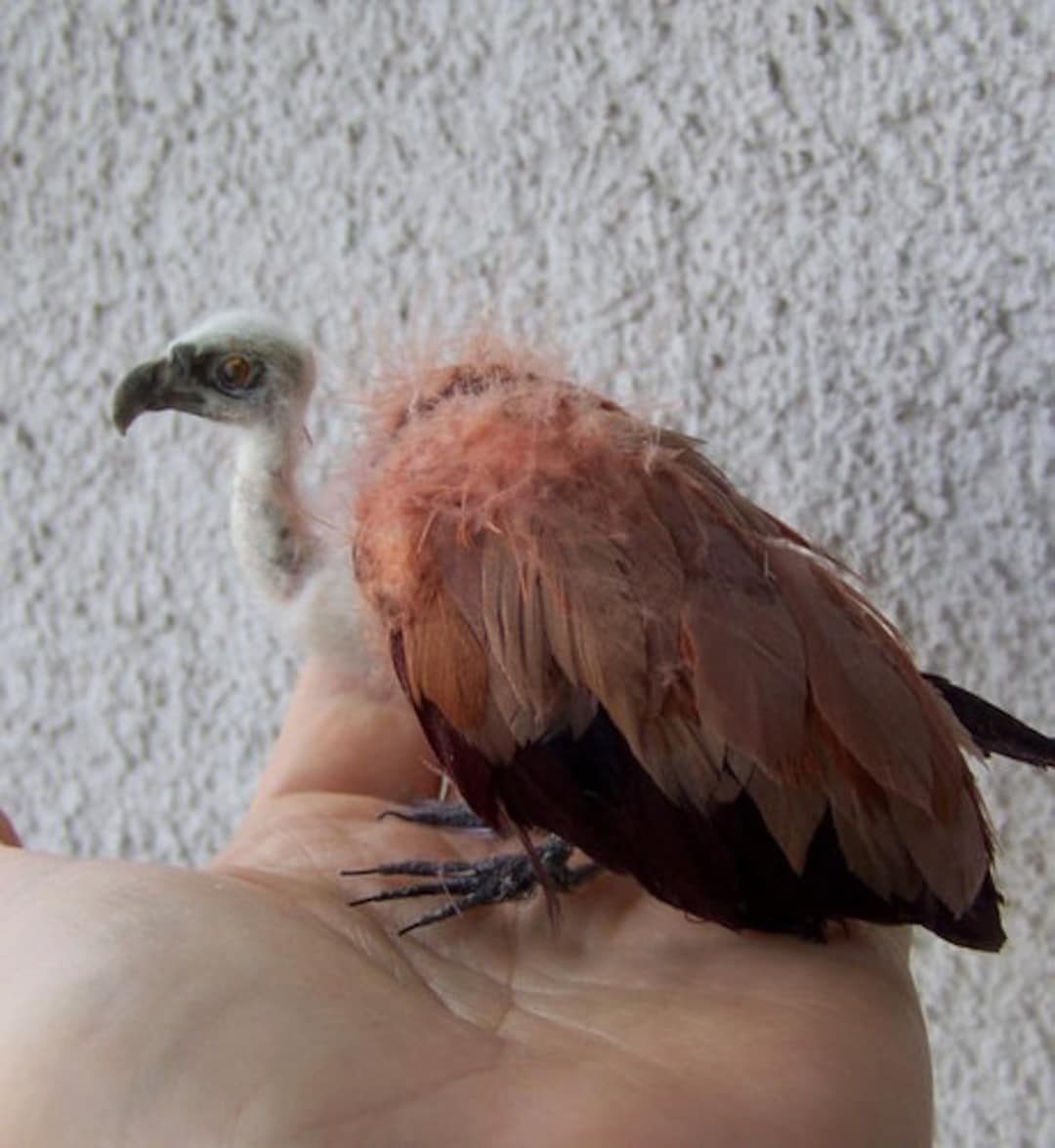 Ooak Dollhouse Miniature Griffon Vulture Bird by Malga ready for Ship ...