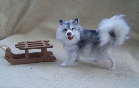 Miniature Alaskan Malamute