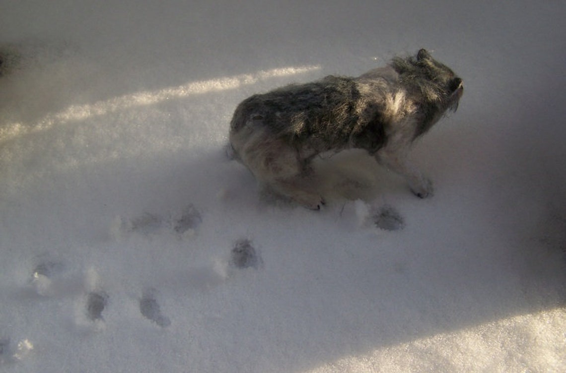Made to Order Ooak Dollhouse Miniature Grey Wolf Walking by - Etsy