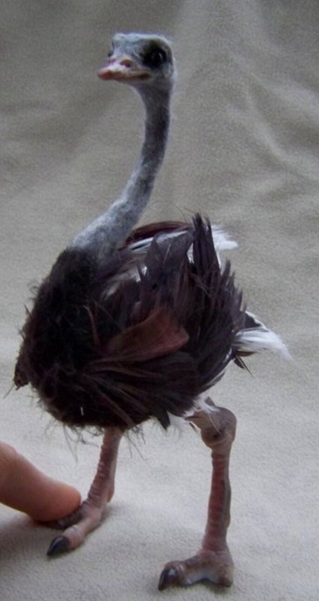 Made to Order Ooak Miniature Dollhouse Ostrich Bird by Malga - Etsy