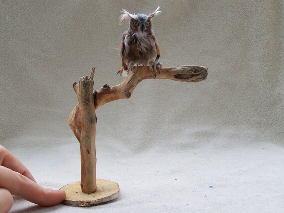 Made to Order Ooak Dollhouse Miniature Owl Bird by Malga - Etsy