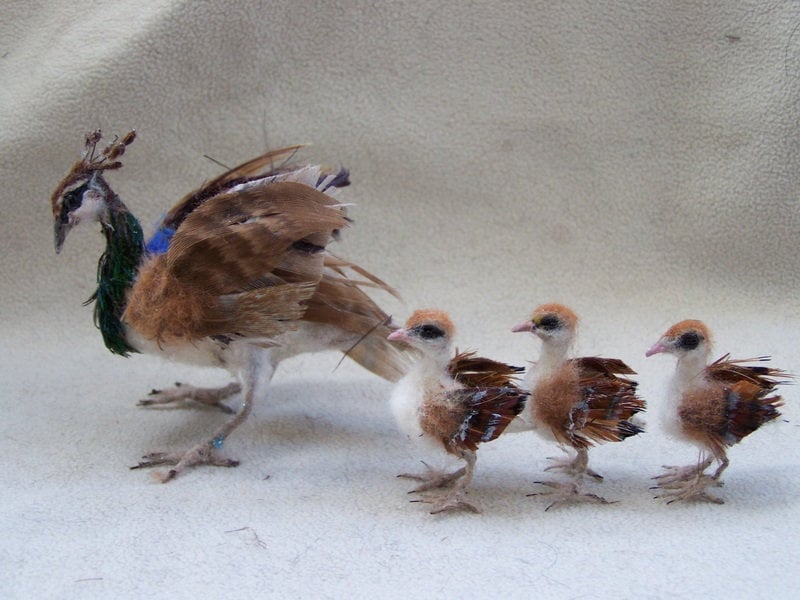 Peacock Baby Chicks