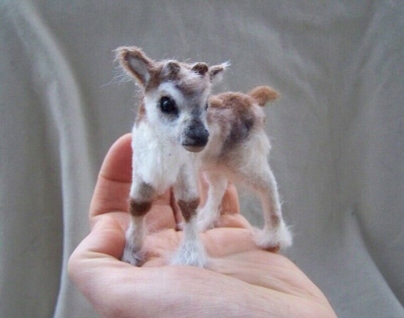 Cute Baby Caribou